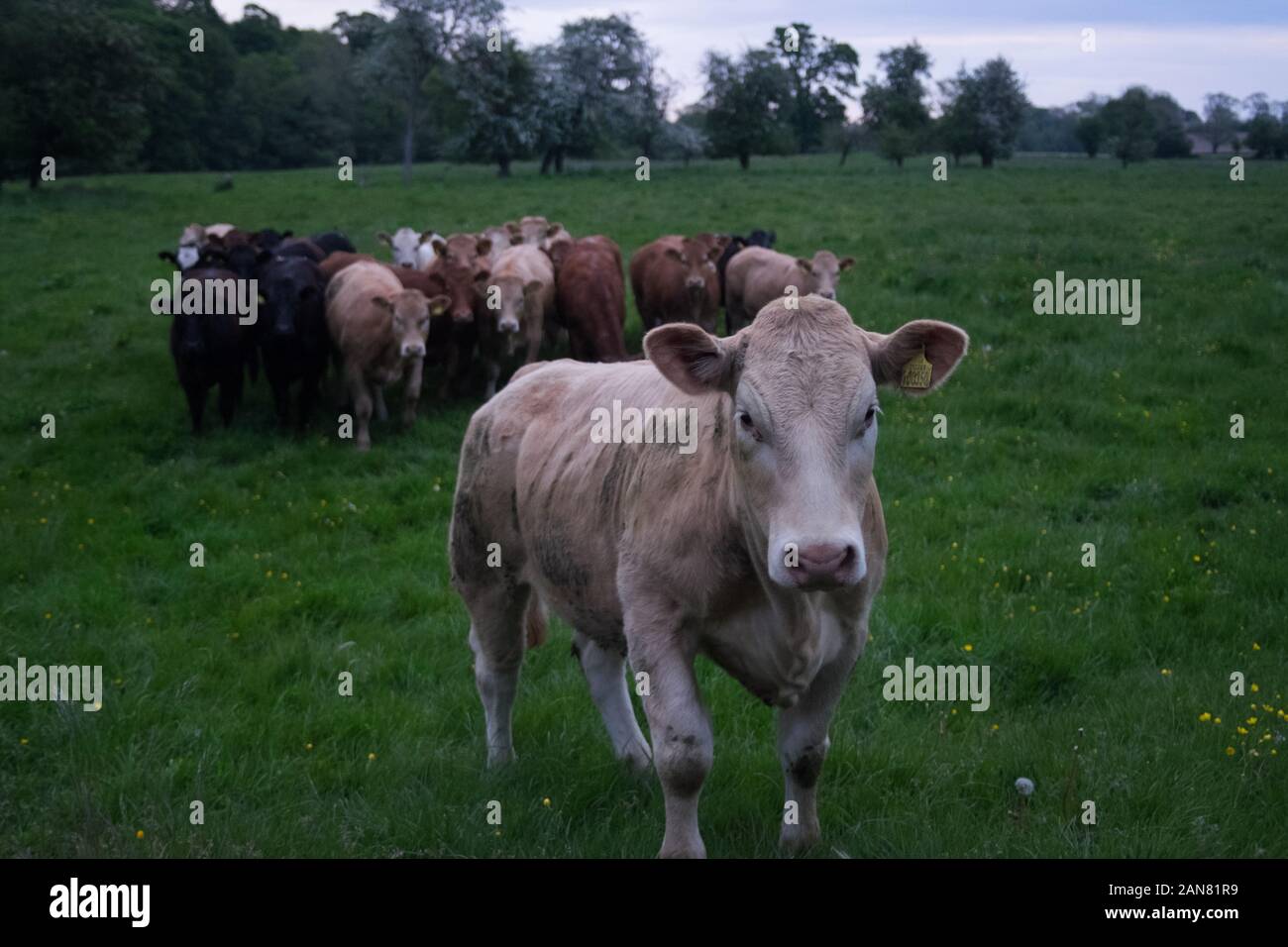 Welsh black bull hi-res stock photography and images - Alamy