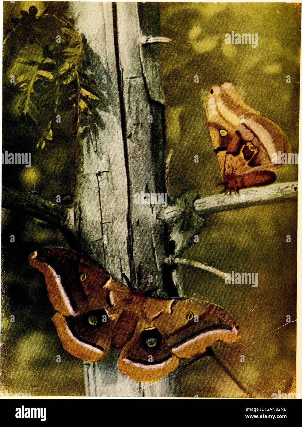 Moths of the Limberlost . VELVET ROBED AND JEWEL BEDECKED THE GIANT SEEKS A MATK Chapter TenTHE ...