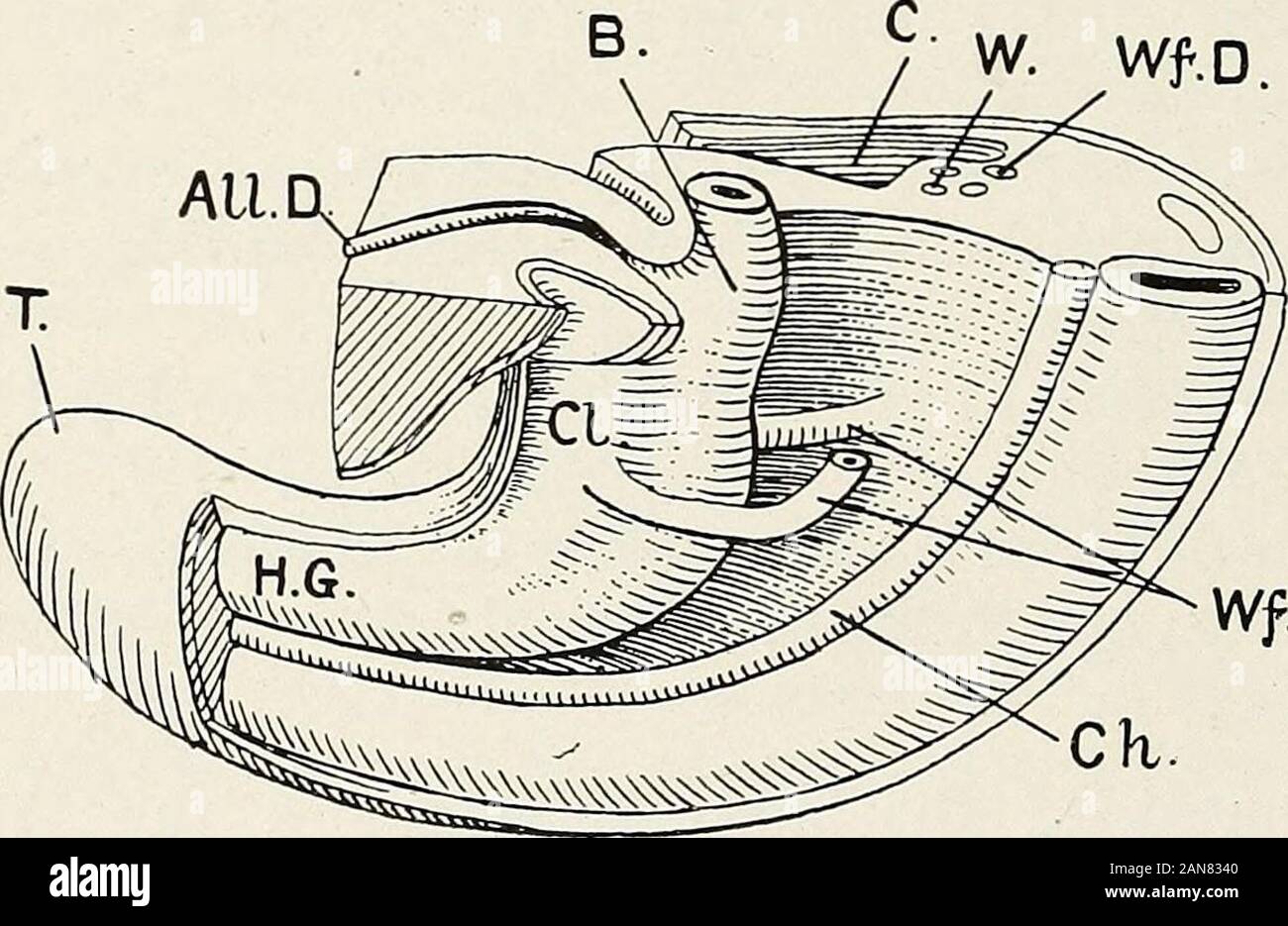 Cloacal membrane hi-res stock photography and images - Alamy