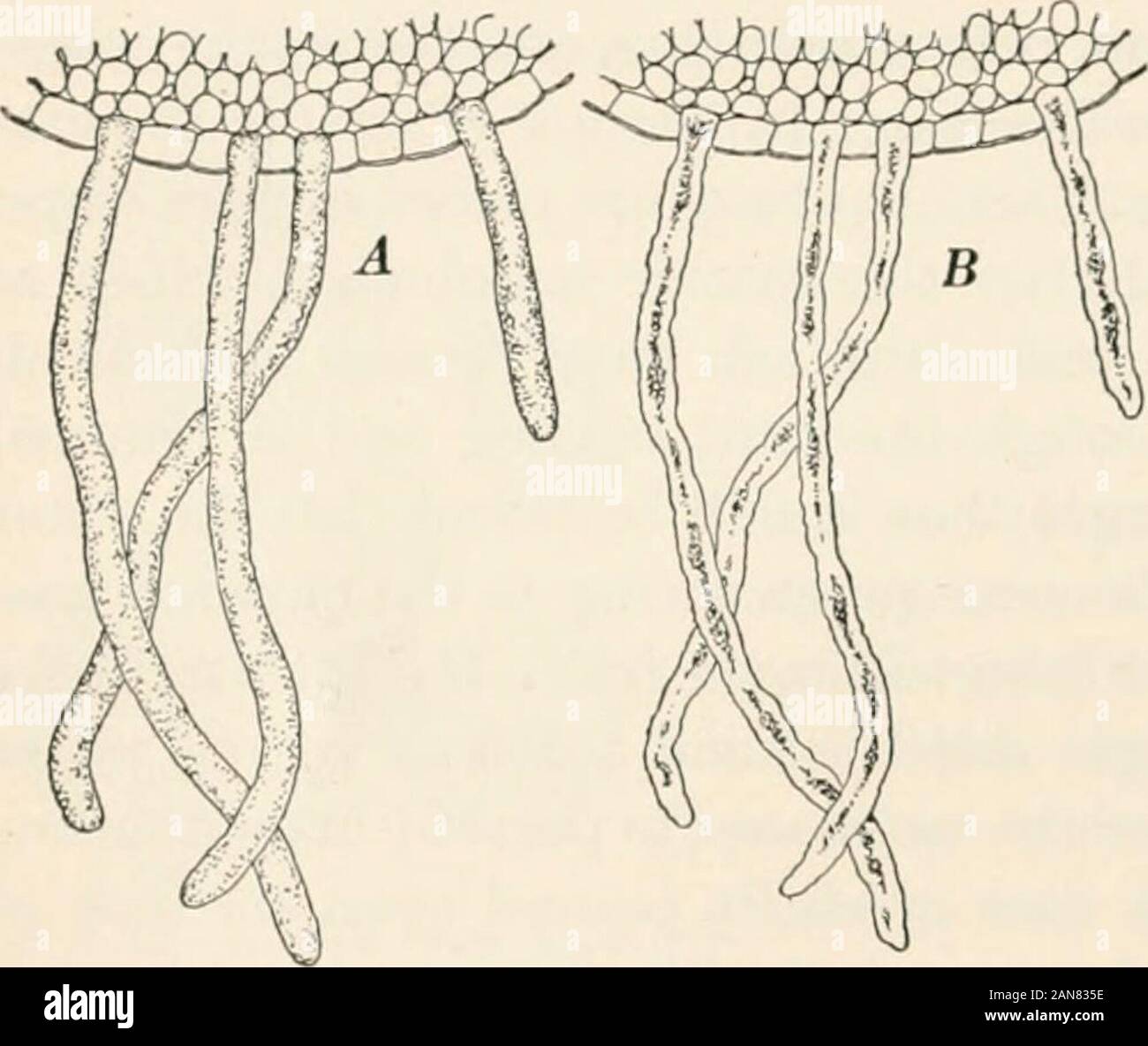 Root hair in plants hi-res stock photography and images - Alamy