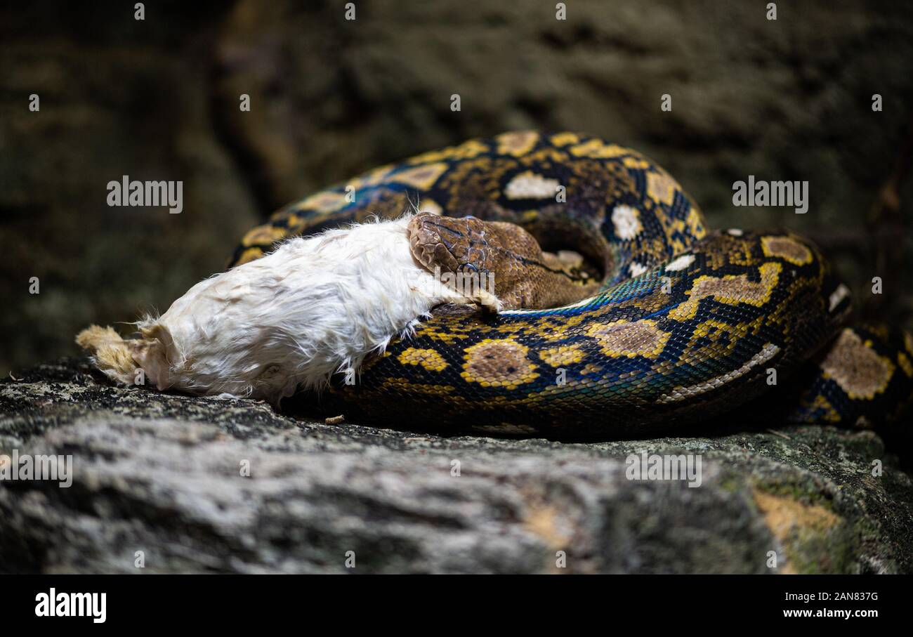 Hamburg, Germany. 16th Jan, 2020. A reticulated python eats a rabbit ...