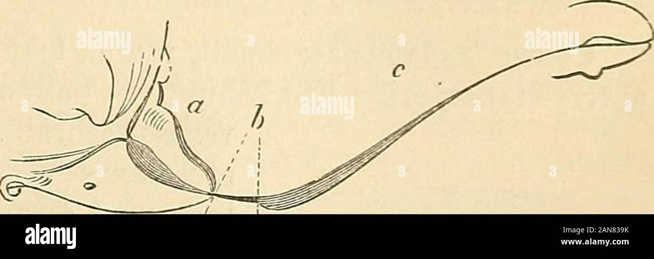 Urinary meatus hi-res stock photography and images - Alamy