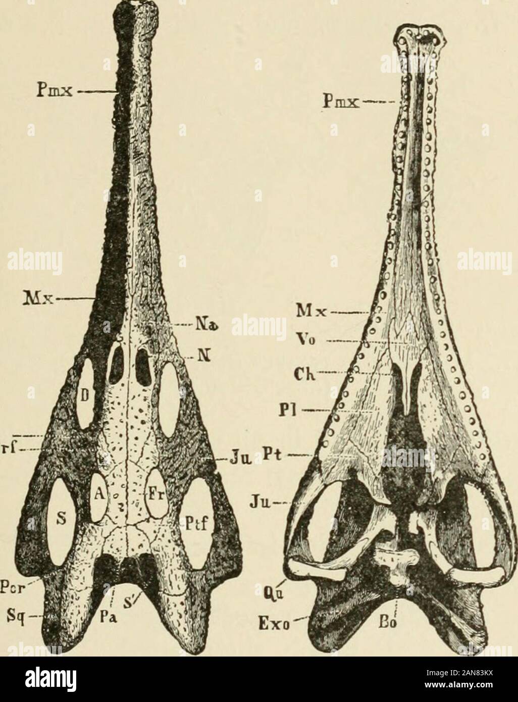 The alligator and its allies . nce upon earth,we have one group of ...
