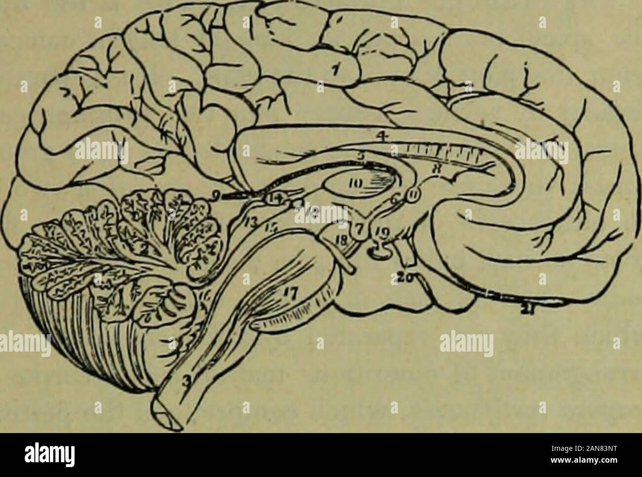 Pea brain hi-res stock photography and images - Alamy