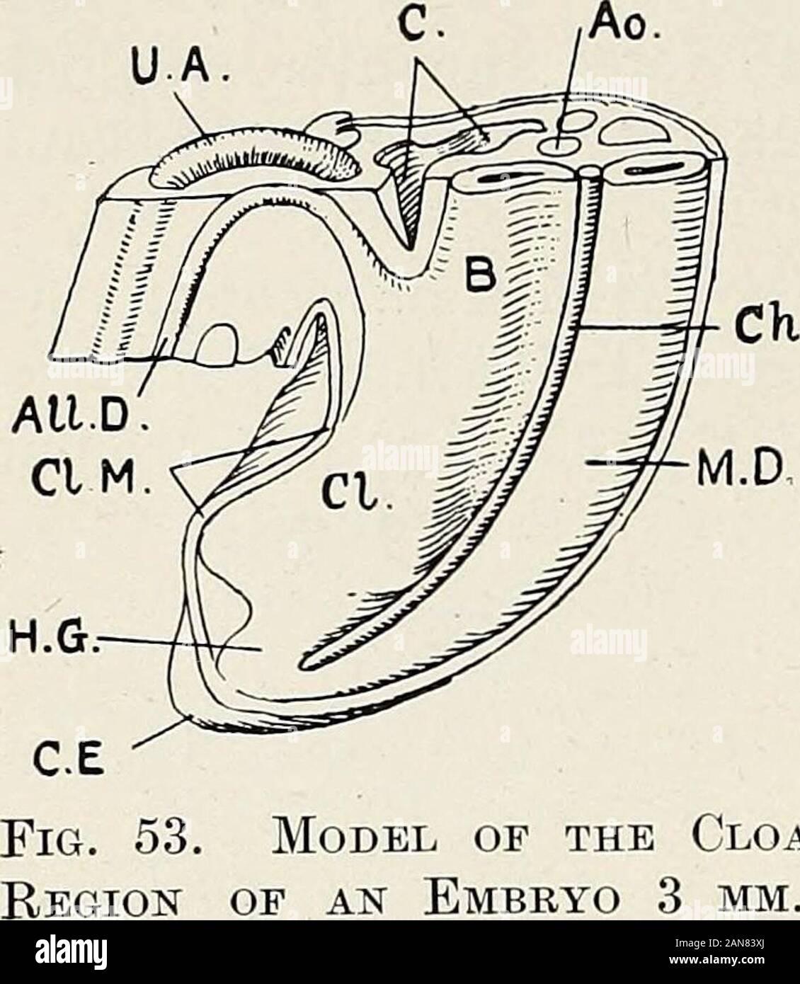 Cloacal membrane hi-res stock photography and images - Alamy