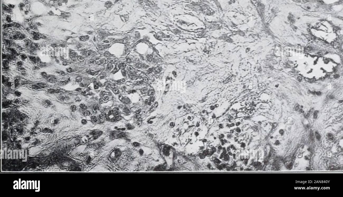 Report of first expedition to South America, 1913Members of the ...