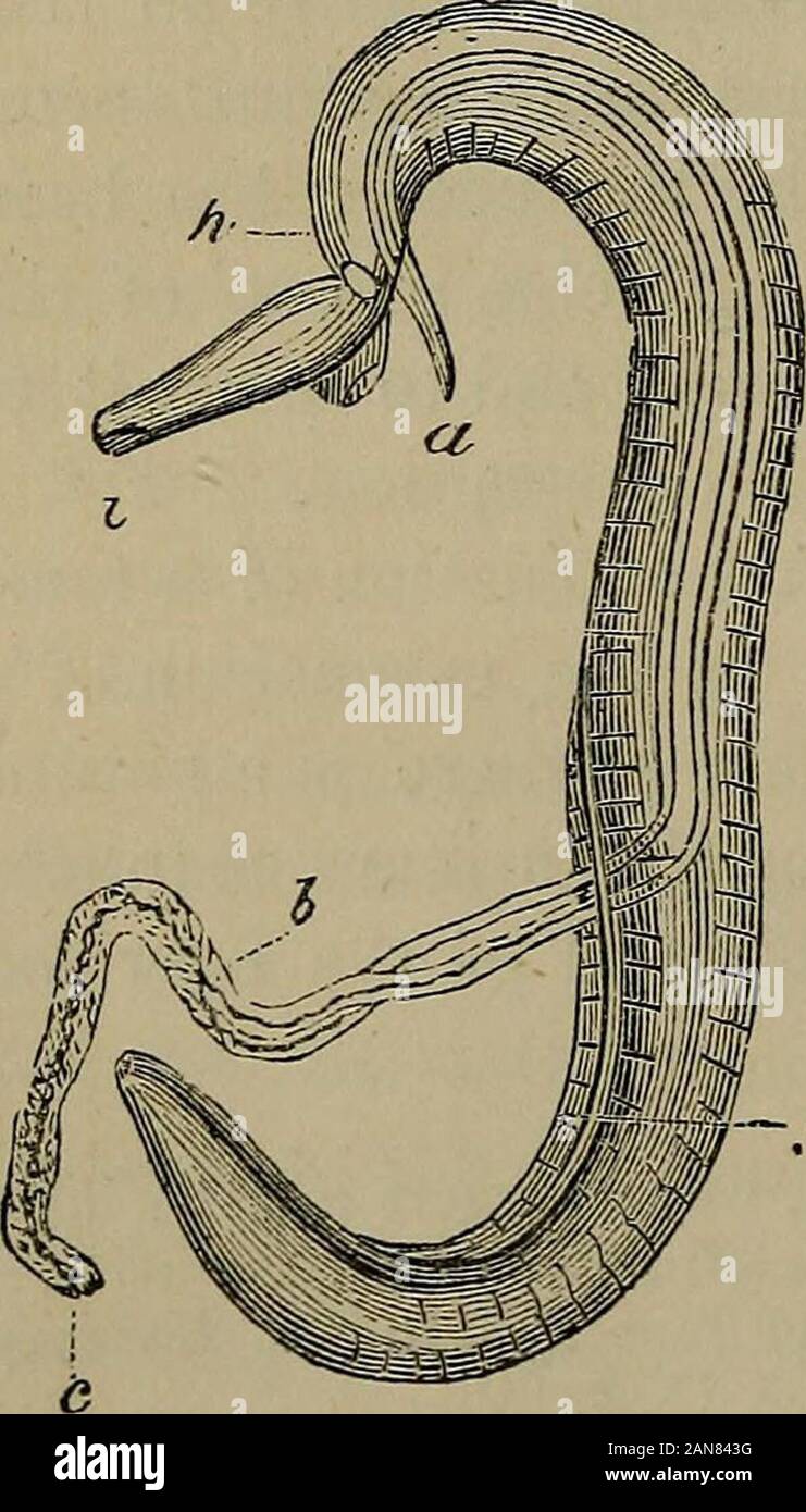 Bilharzia hi-res stock photography and images - Alamy
