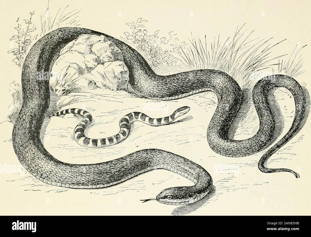 Blue racer snake hi-res stock photography and images - Alamy