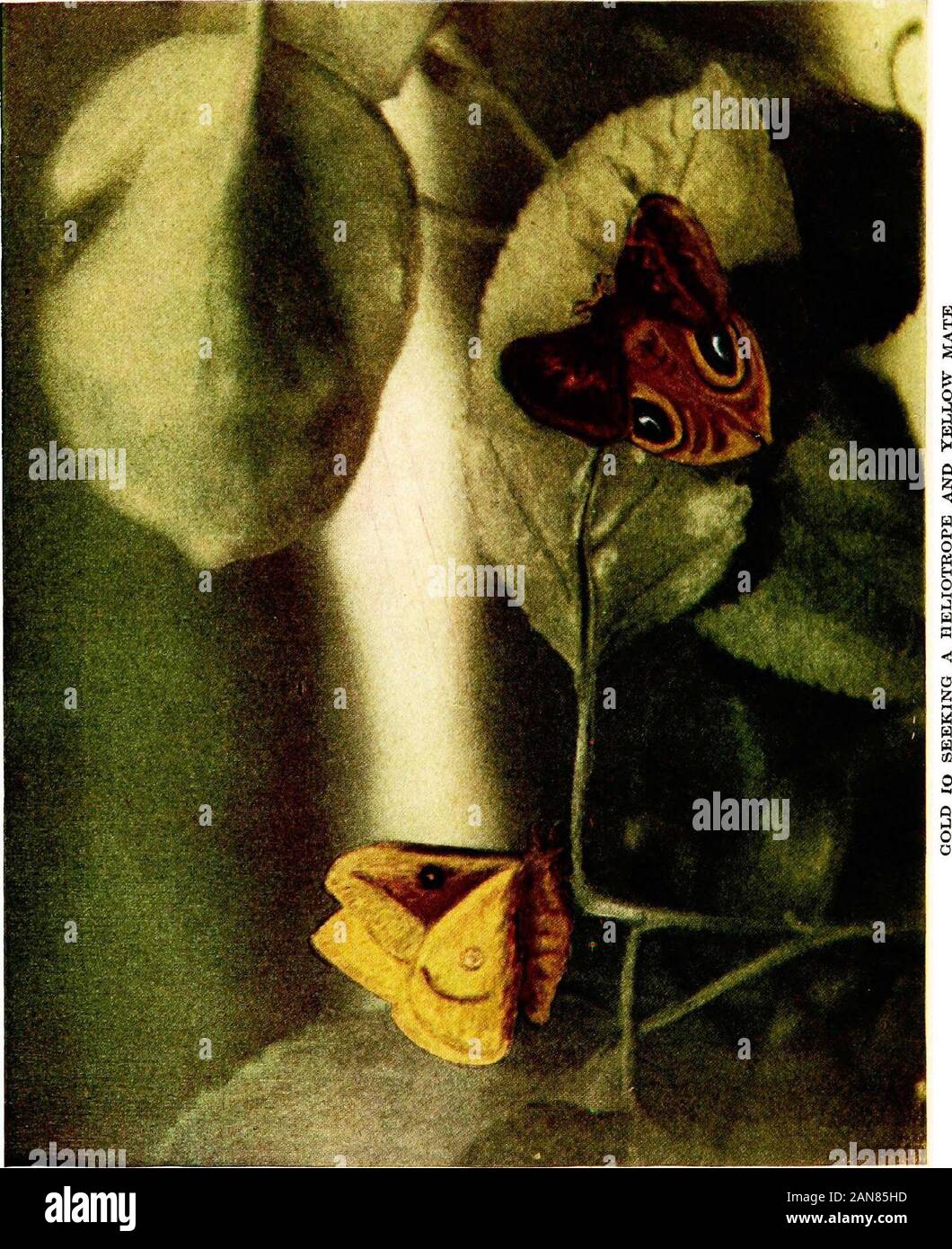 Pygmy moth hi-res stock photography and images - Alamy
