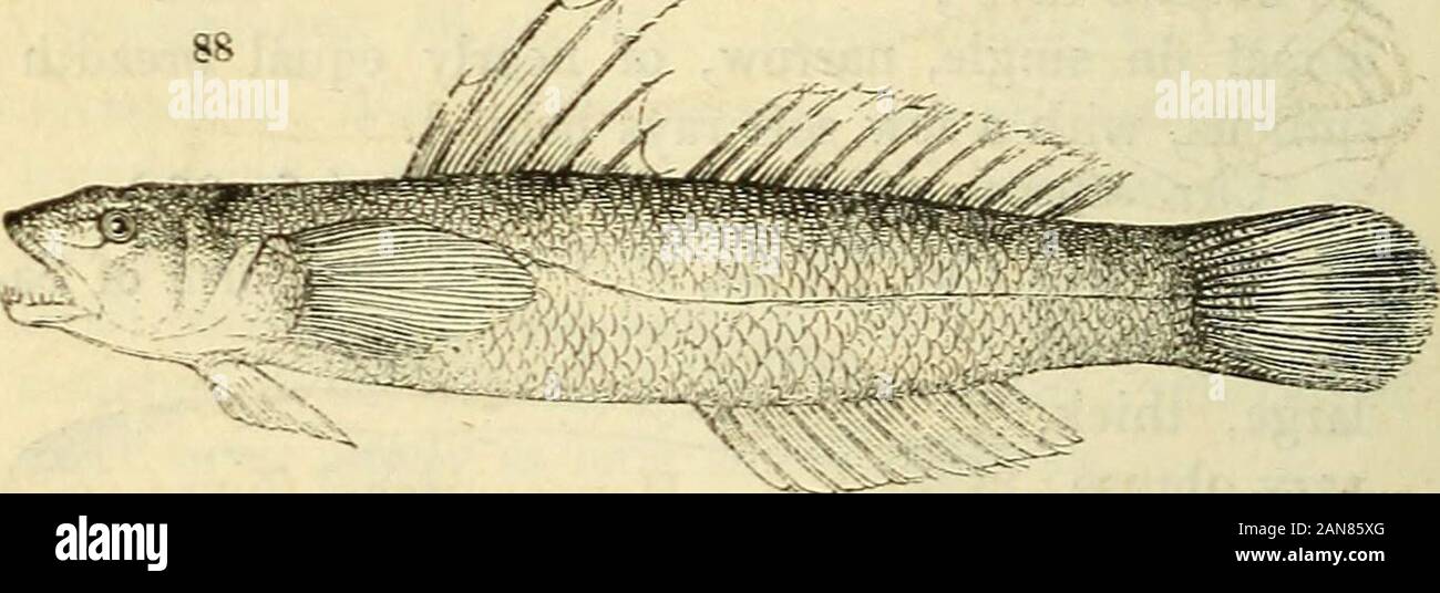 Three dorsal fins hi-res stock photography and images - Alamy