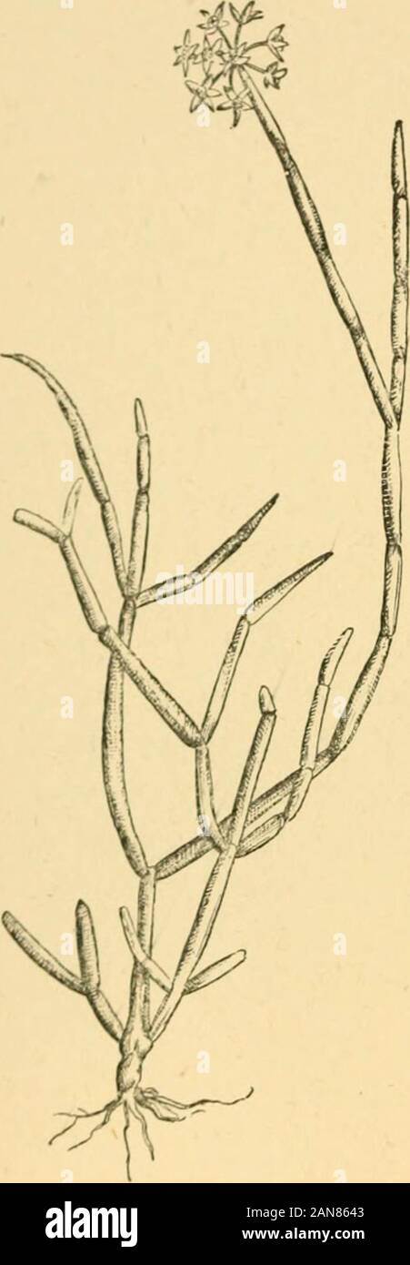 Rig veda soma hi-res stock photography and images - Alamy