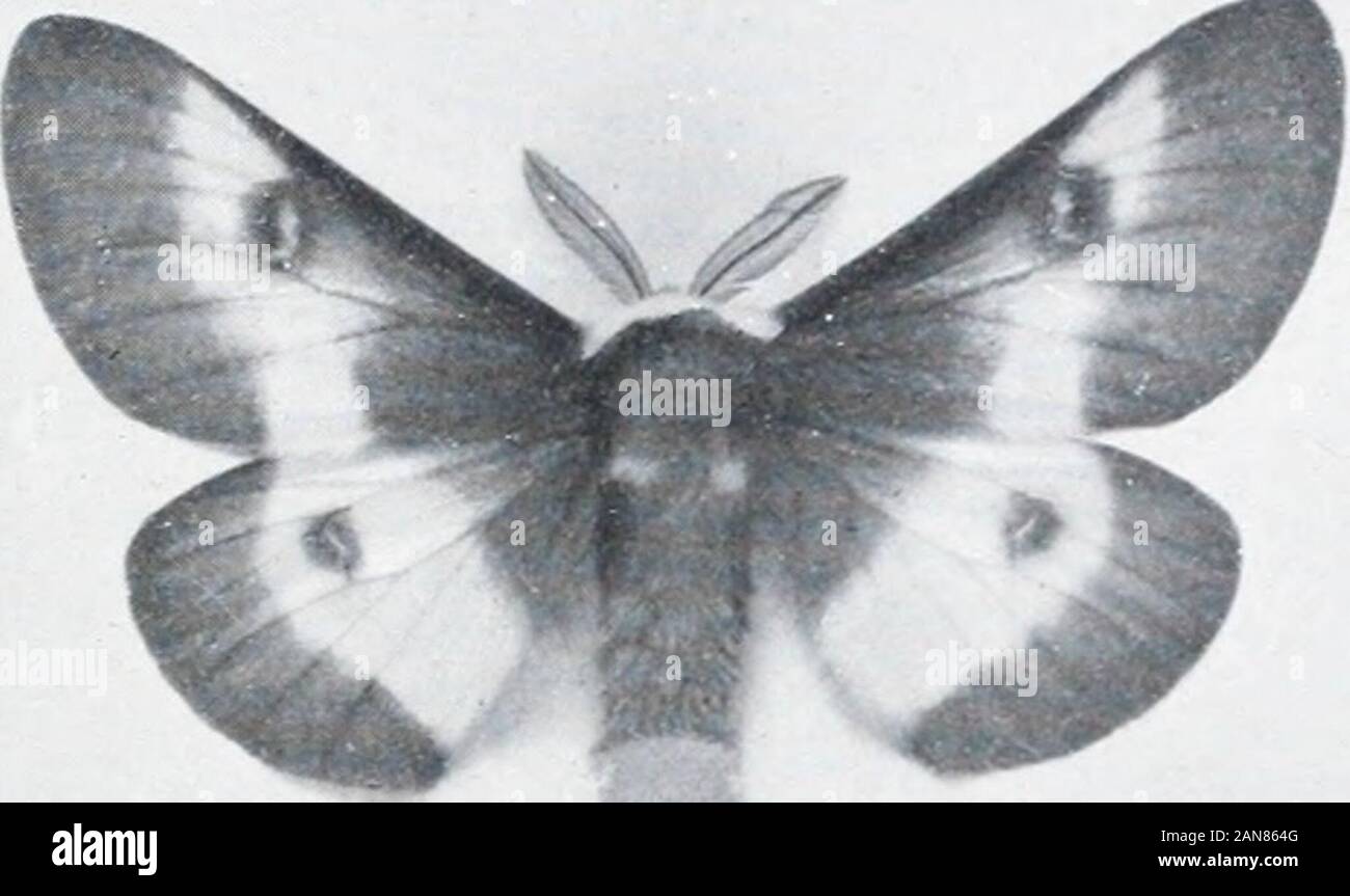 Moths attracted to light hi-res stock photography and images - Alamy