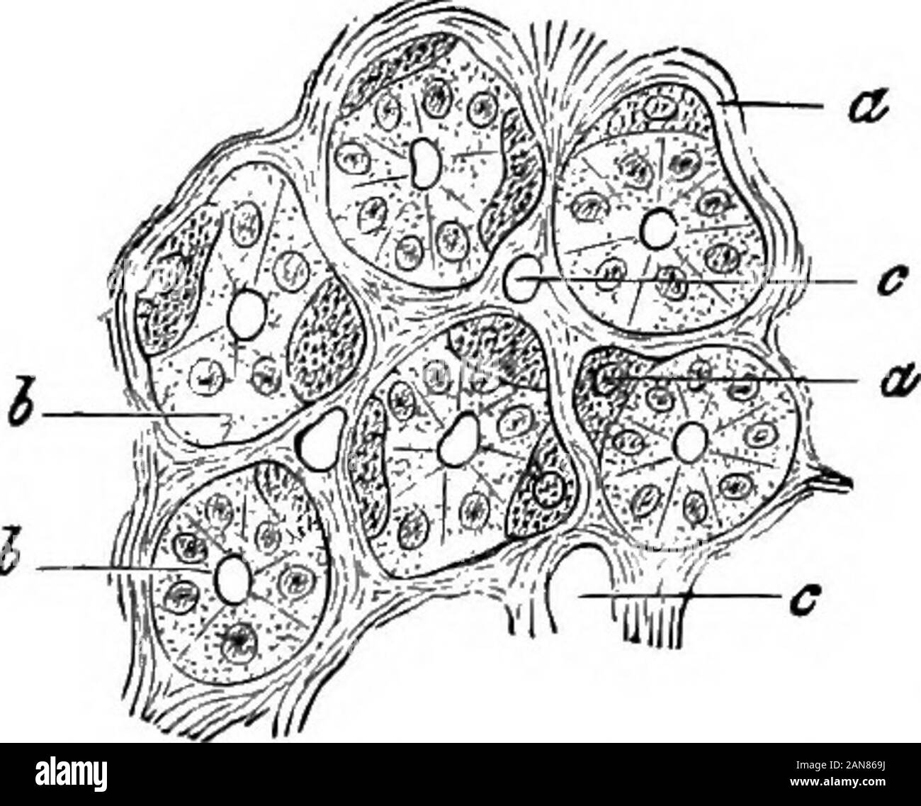 Vesicl hi-res stock photography and images - Alamy
