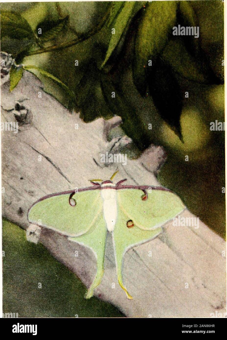 Shoe moth hi-res stock photography and images - Alamy