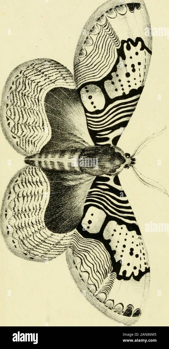 New lepidopterous insects hi-res stock photography and images - Alamy