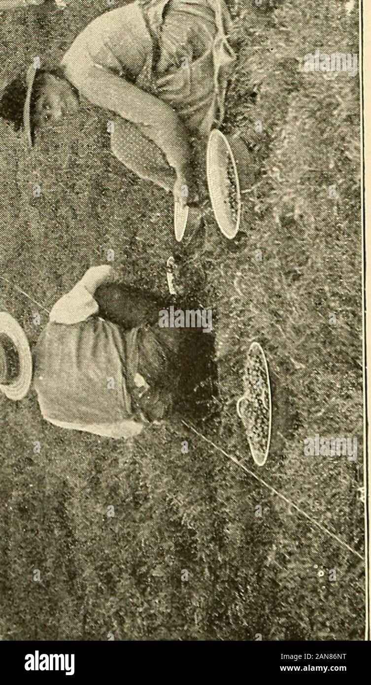 Cranberry pickers hi-res stock photography and images - Alamy