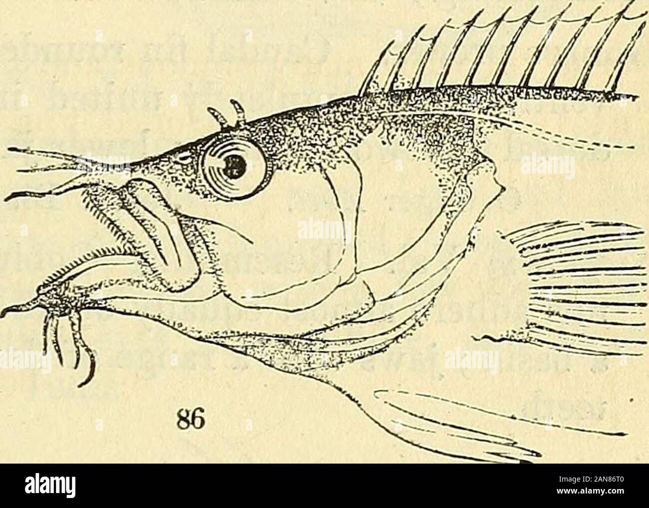 Dorsalfins hi-res stock photography and images - Alamy