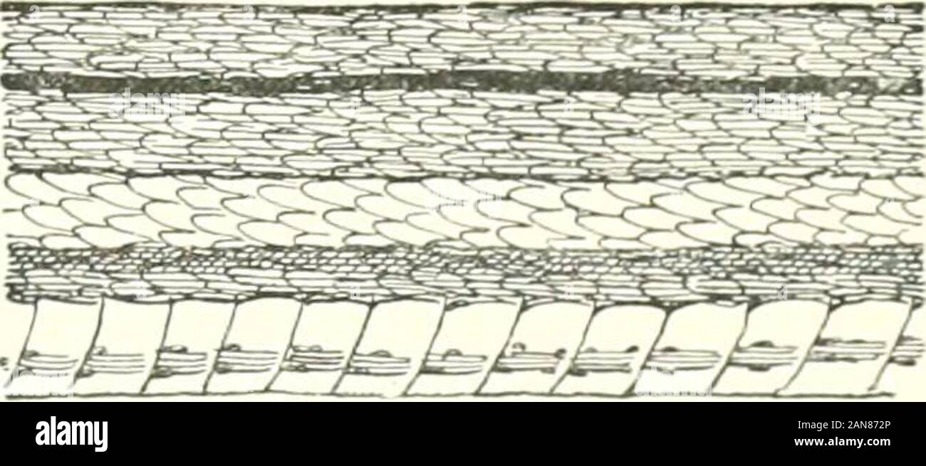 Twenty four snakes hi-res stock photography and images - Alamy