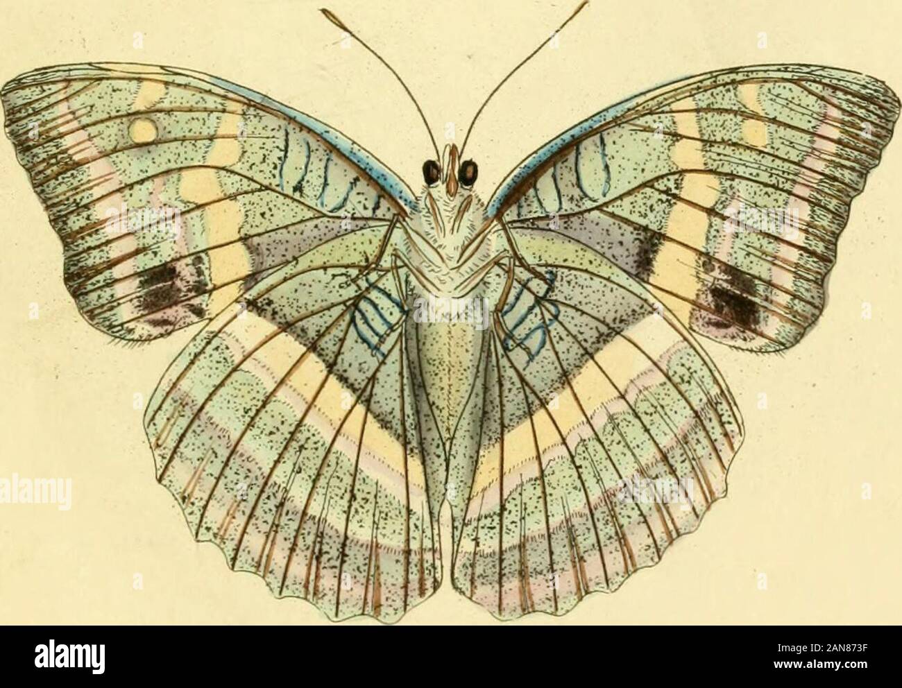 New lepidopterous insects hi-res stock photography and images - Alamy