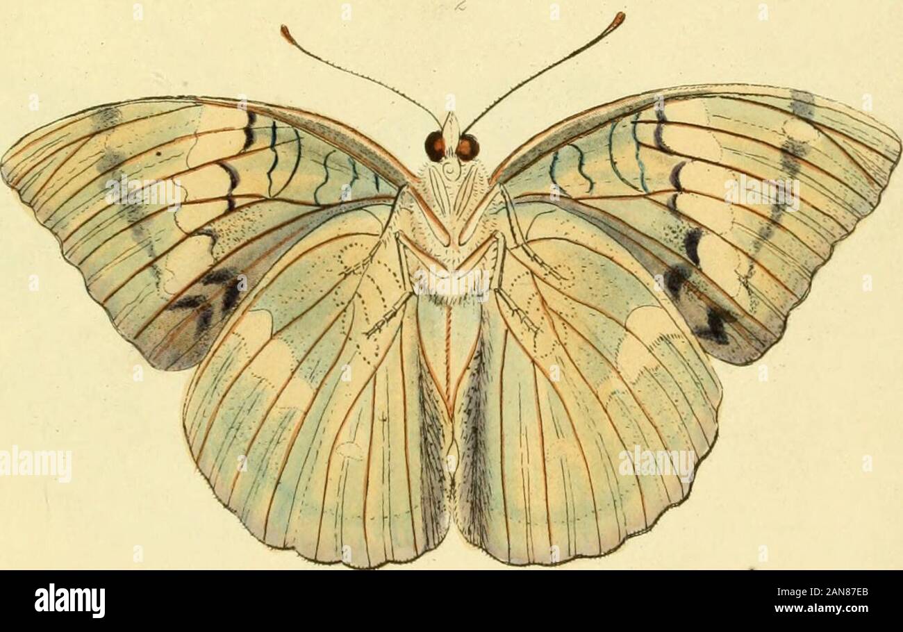 New lepidopterous insects hi-res stock photography and images - Alamy