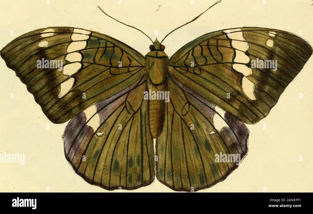 New lepidopterous insects hi-res stock photography and images - Alamy
