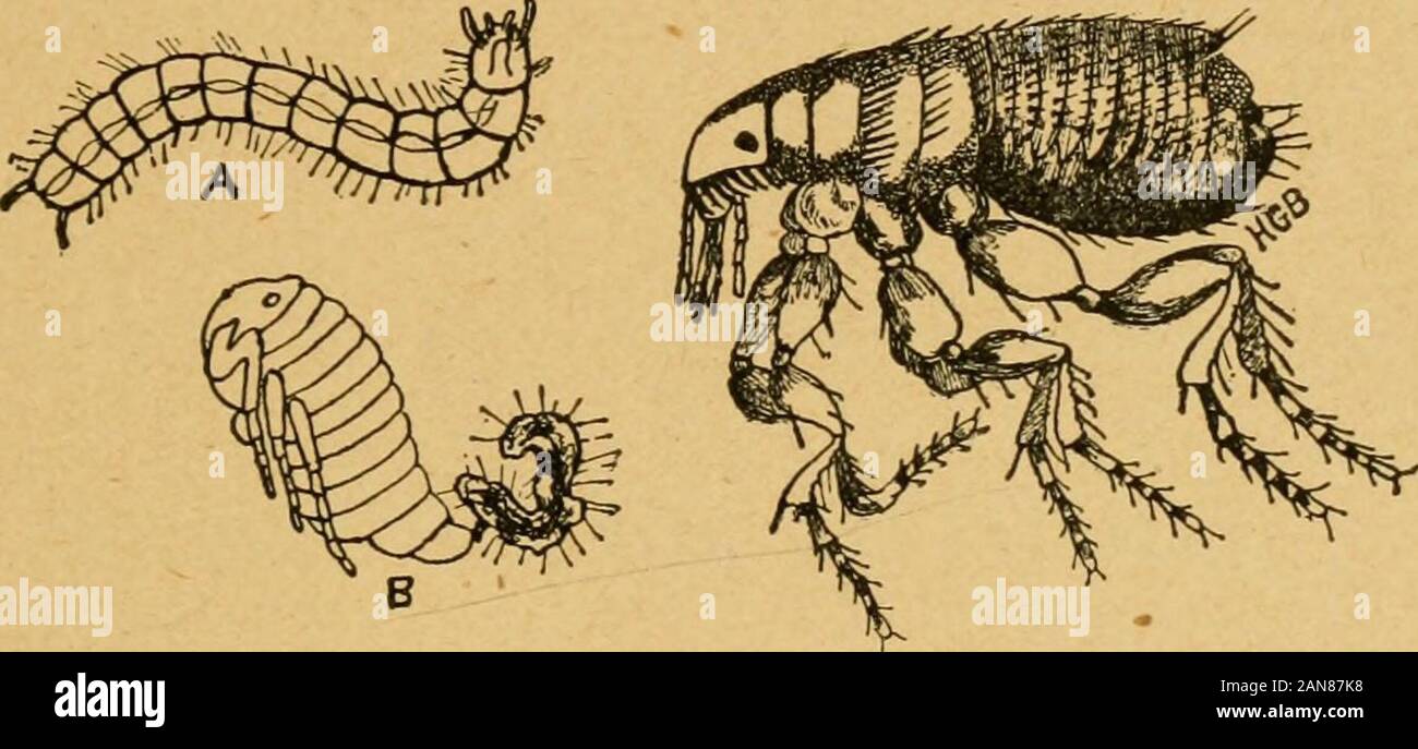 Diptera larva egg hi-res stock photography and images - Alamy
