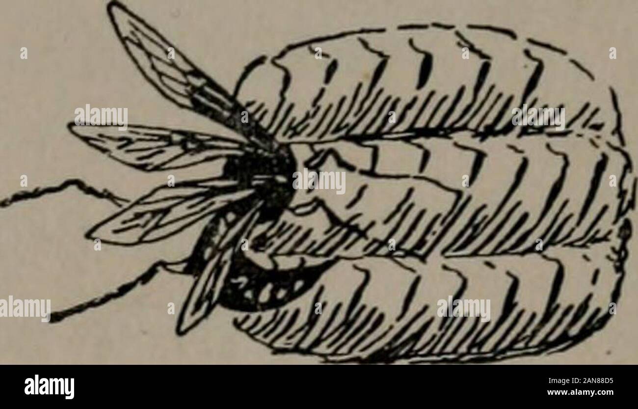 Superfluities hi-res stock photography and images - Alamy