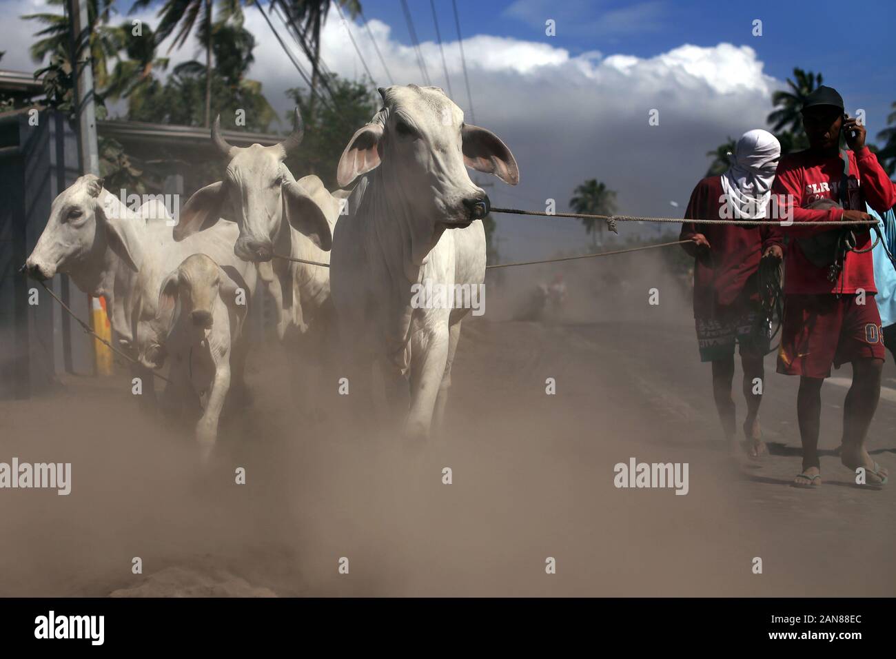 Stay safe around cattle hi-res stock photography and images - Alamy