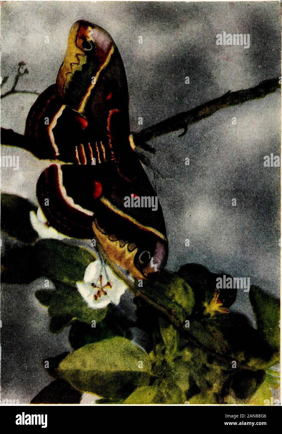 Robin moth hi-res stock photography and images - Alamy