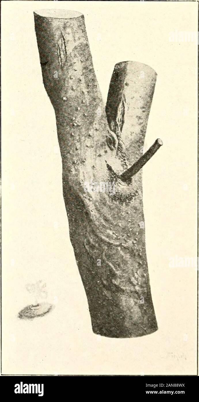 The chestnut blight disease [microform] : means of identification ...