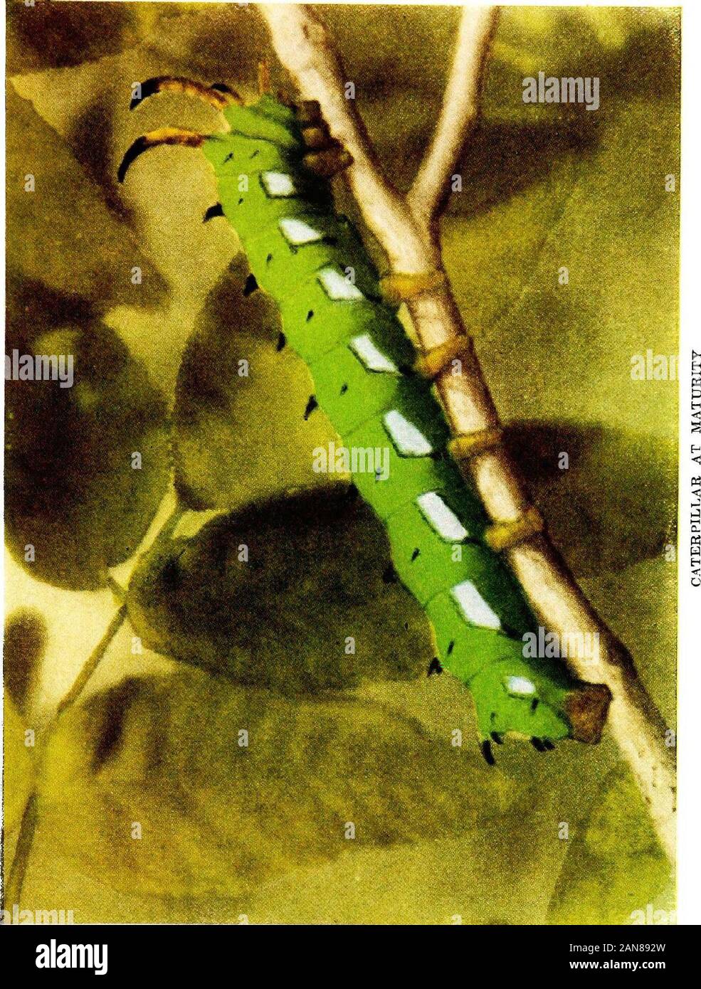 Moth body parts hi-res stock photography and images - Alamy