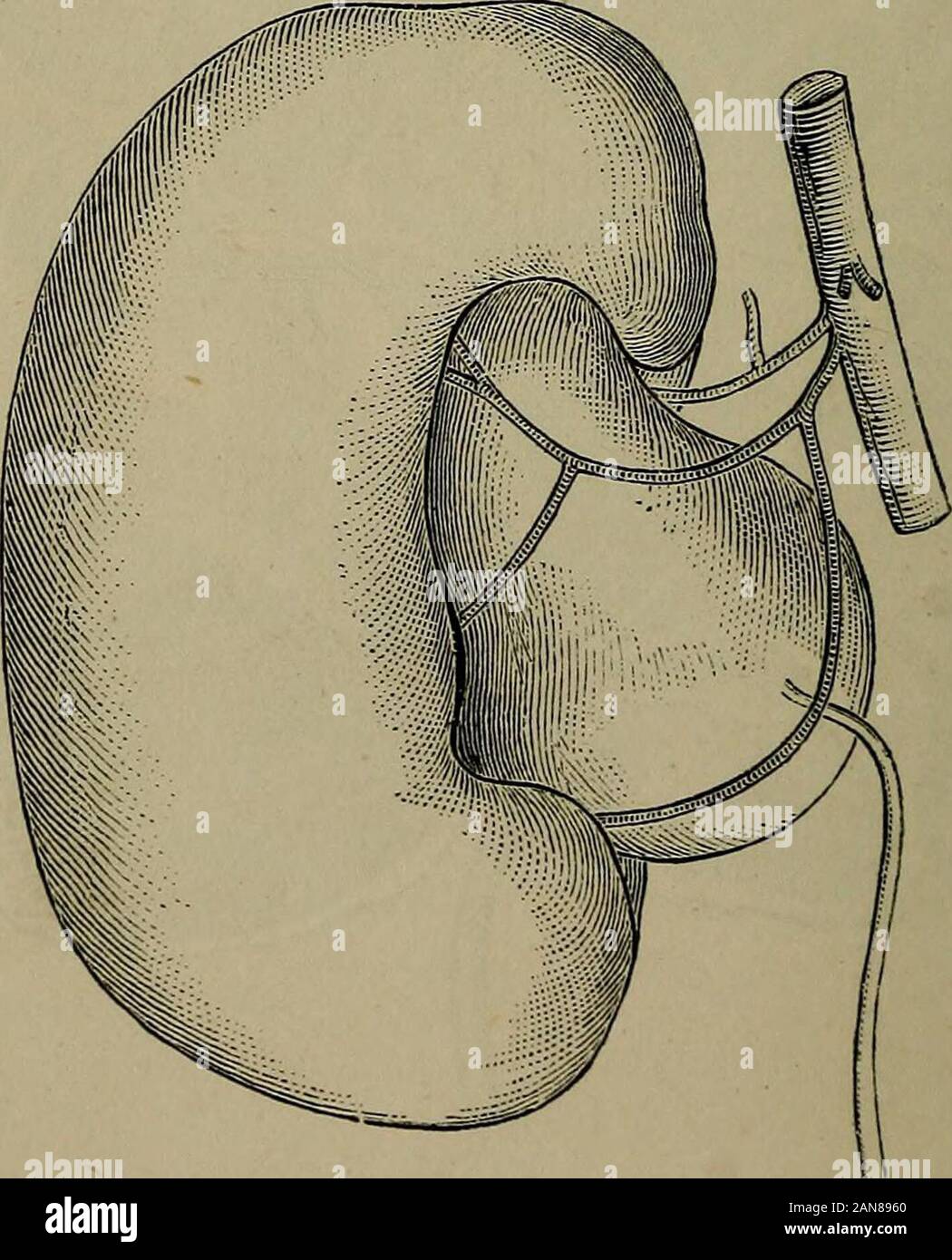 Sacculations hi-res stock photography and images - Alamy