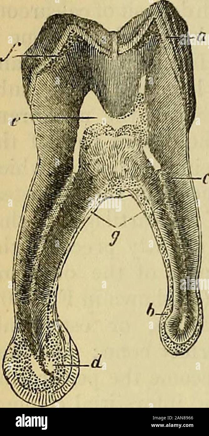Section of a tooth hi-res stock photography and images - Alamy