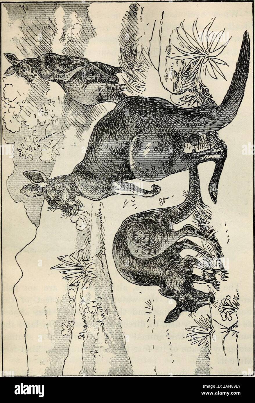 Curved claws hi-res stock photography and images - Alamy