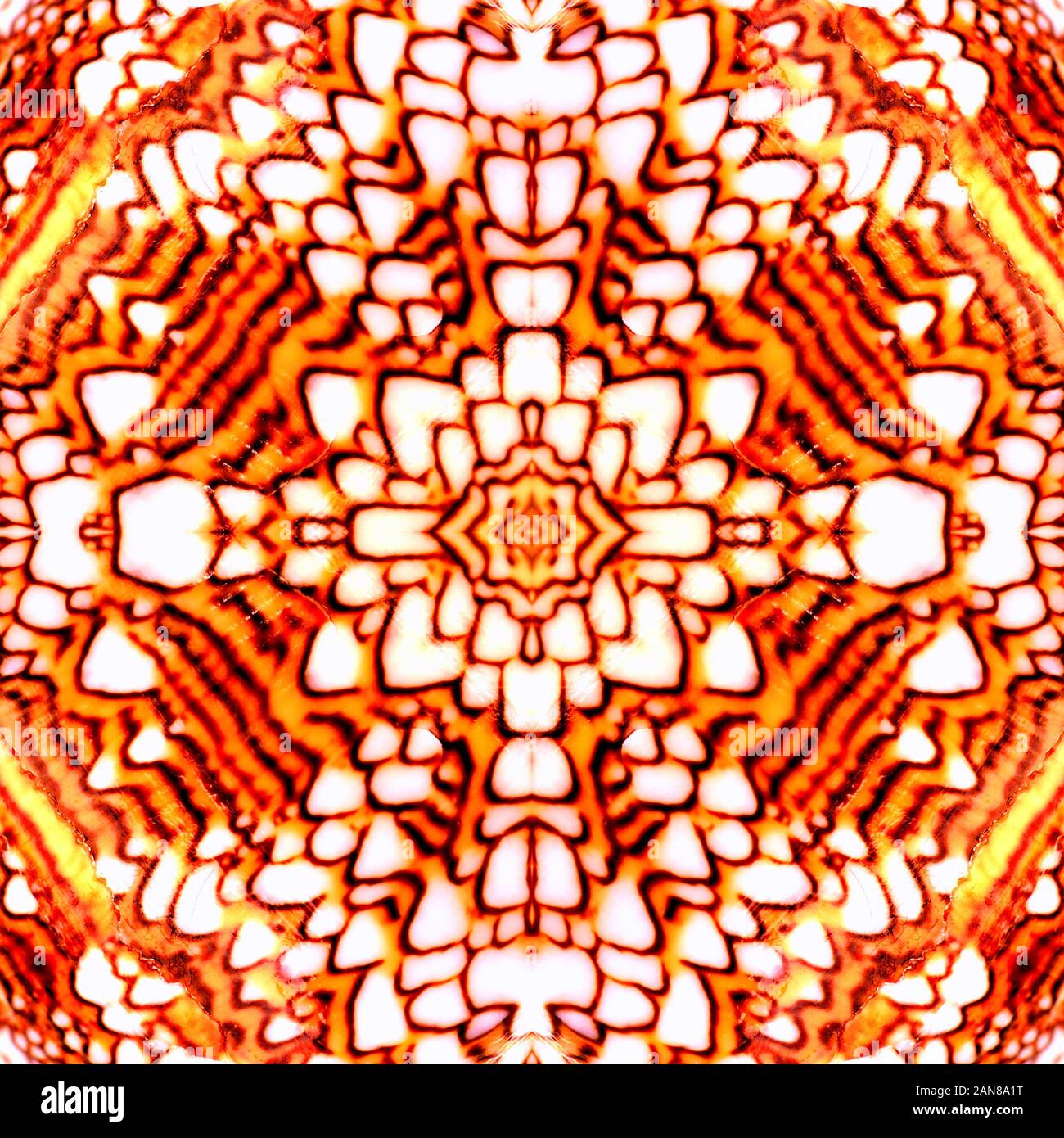 Reflected symmetrical pattern made from an image of a Textile Cone ...