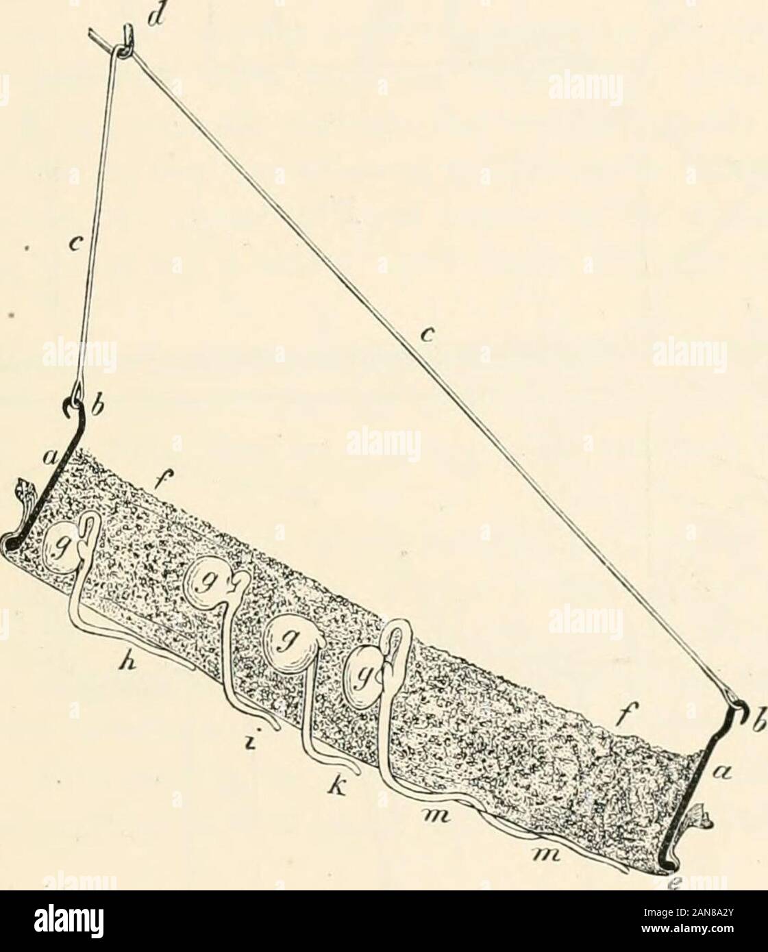 Vertical transverse section hi-res stock photography and images - Alamy