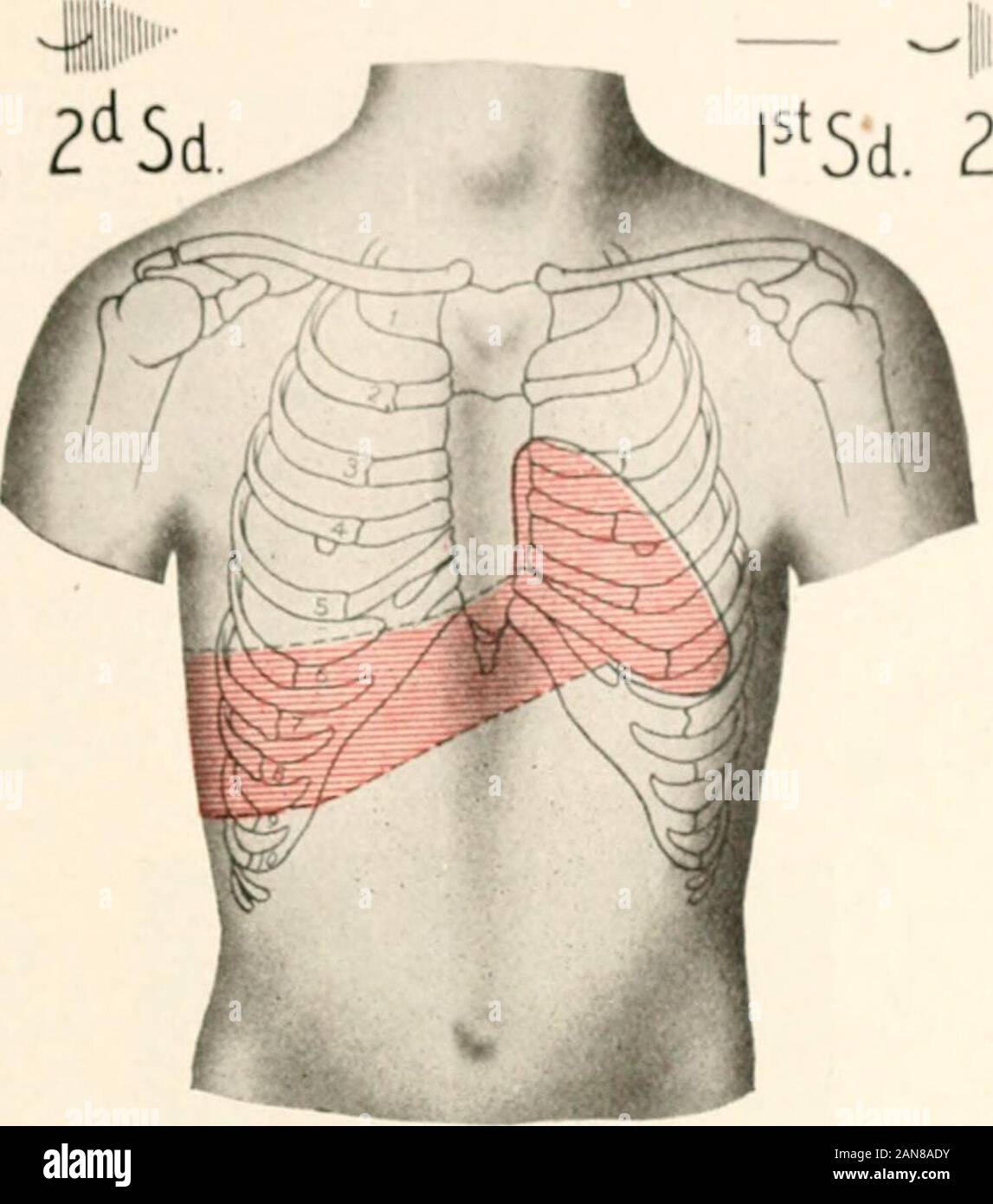 Ventricular diastole hi-res stock photography and images - Alamy