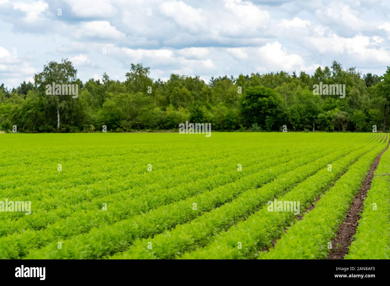 Farming field with green carrot plants growing in rows Stock Photo - Alamy