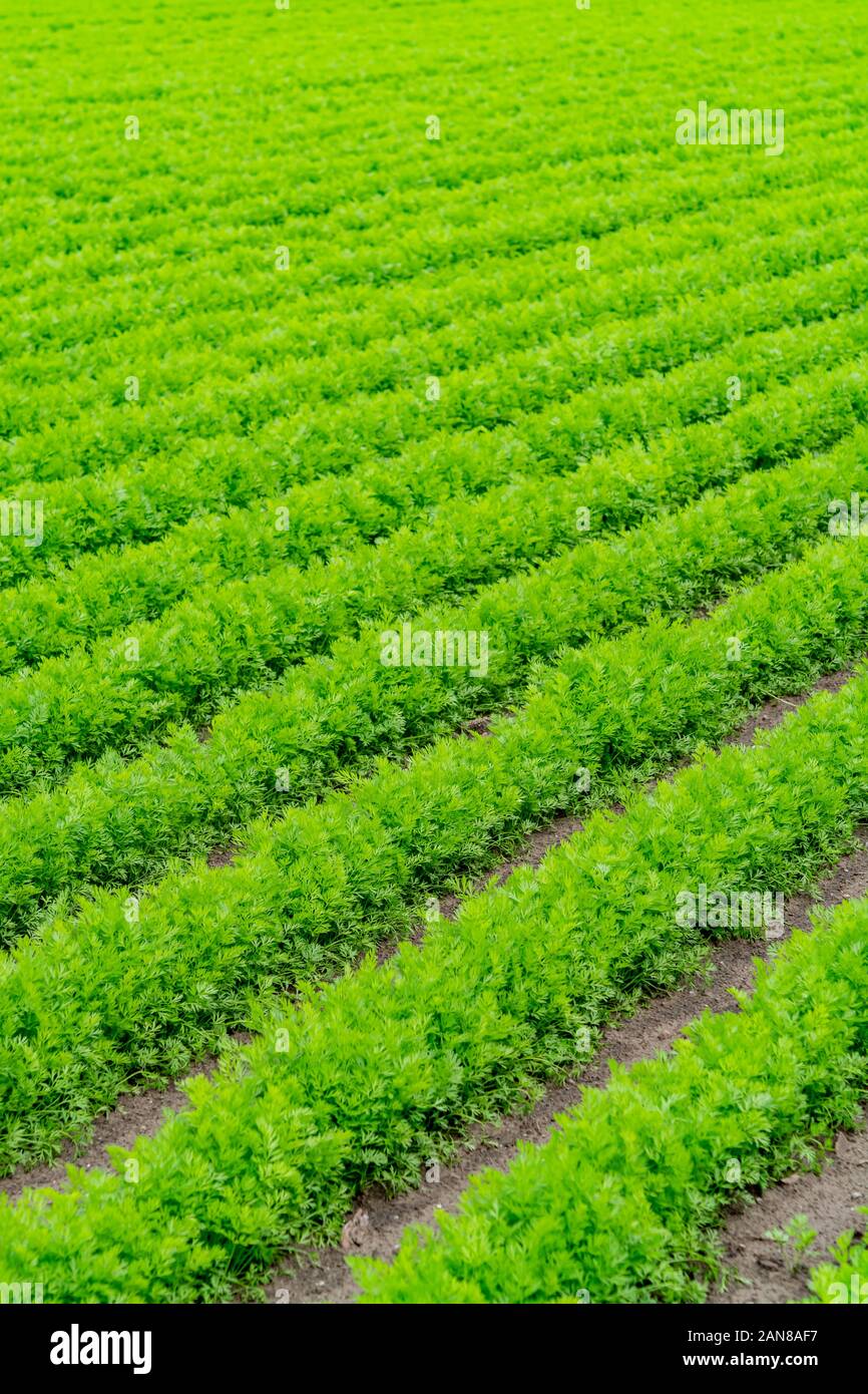 Farming field with green carrot plants growing in rows Stock Photo - Alamy