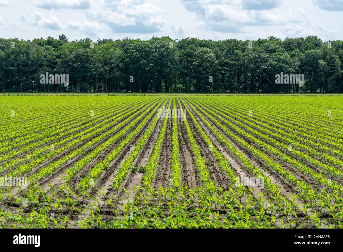 Young green corn mais plants growing on farming fields Stock Photo - Alamy