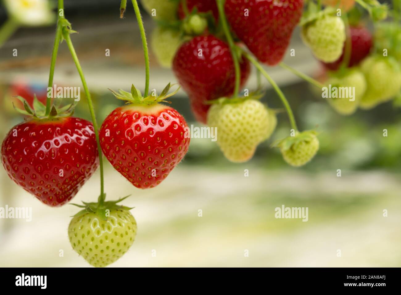 Fresh tasty ready for harvest ripe red and unripe green strawberries ...