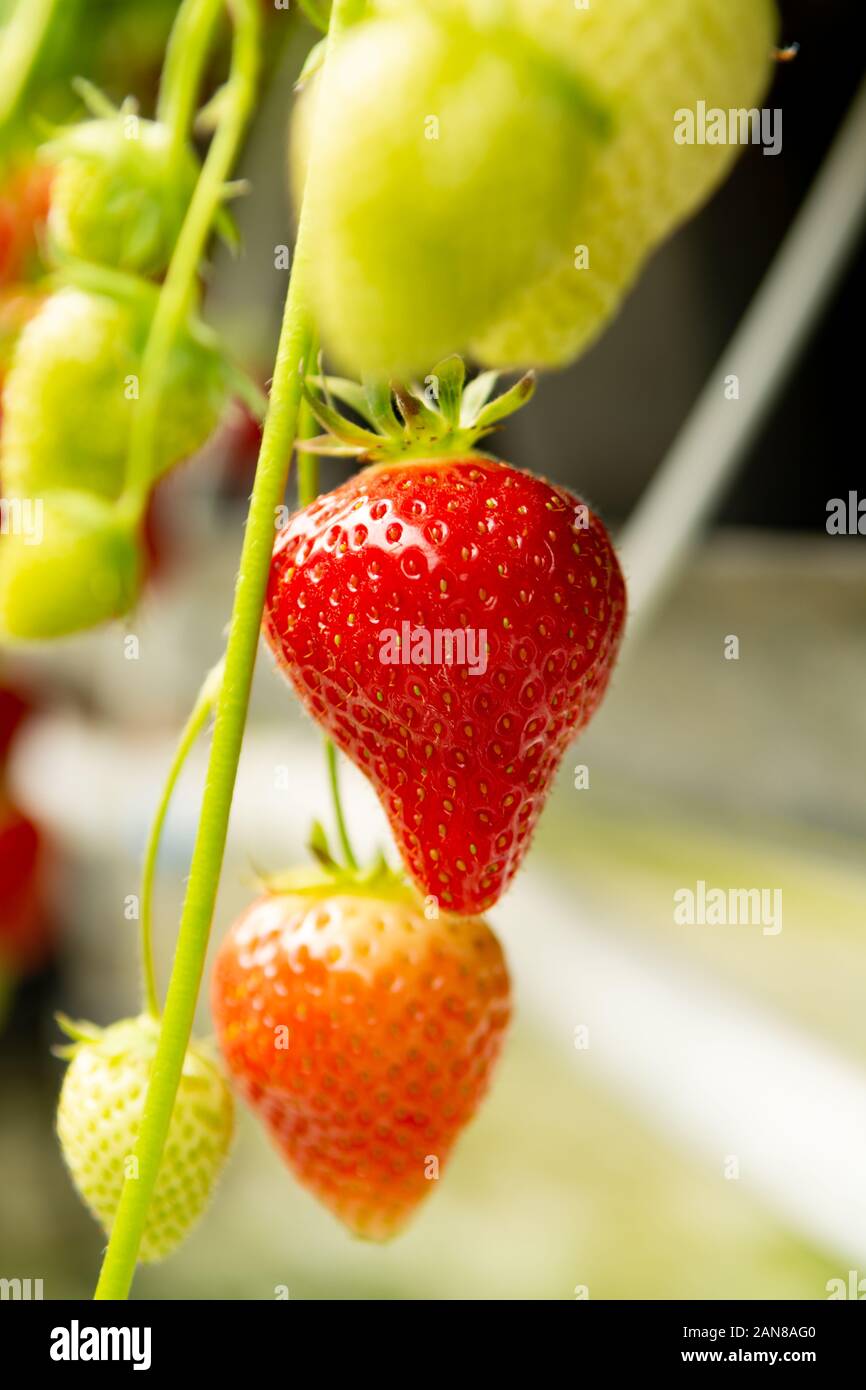 Fresh tasty ready for harvest ripe red and unripe green strawberries ...