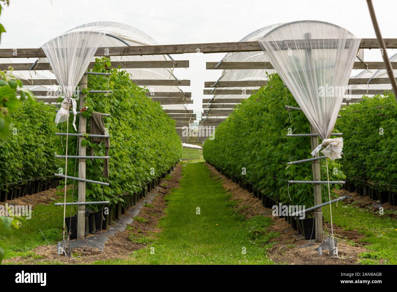 Plantatnions of green raspeberry plants in half opened greenhouse Stock ...