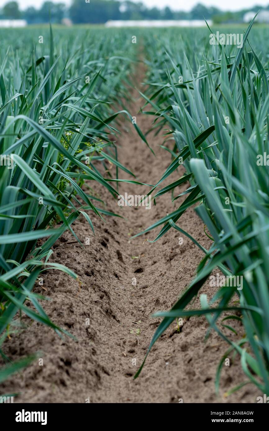 Seedlings leeks hi-res stock photography and images - Alamy