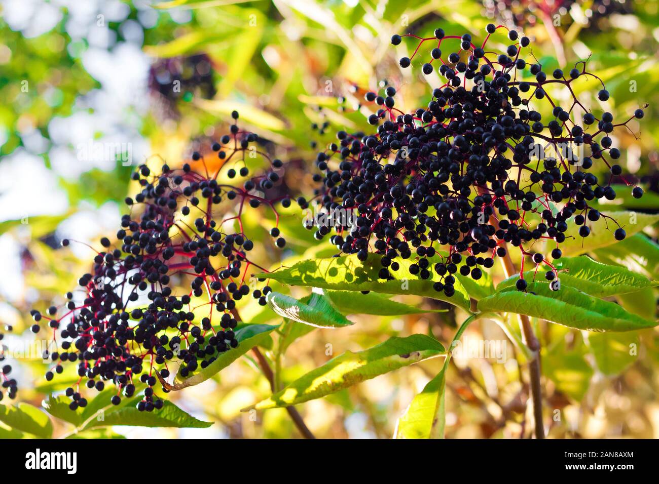 Purple elder tree hi-res stock photography and images - Alamy