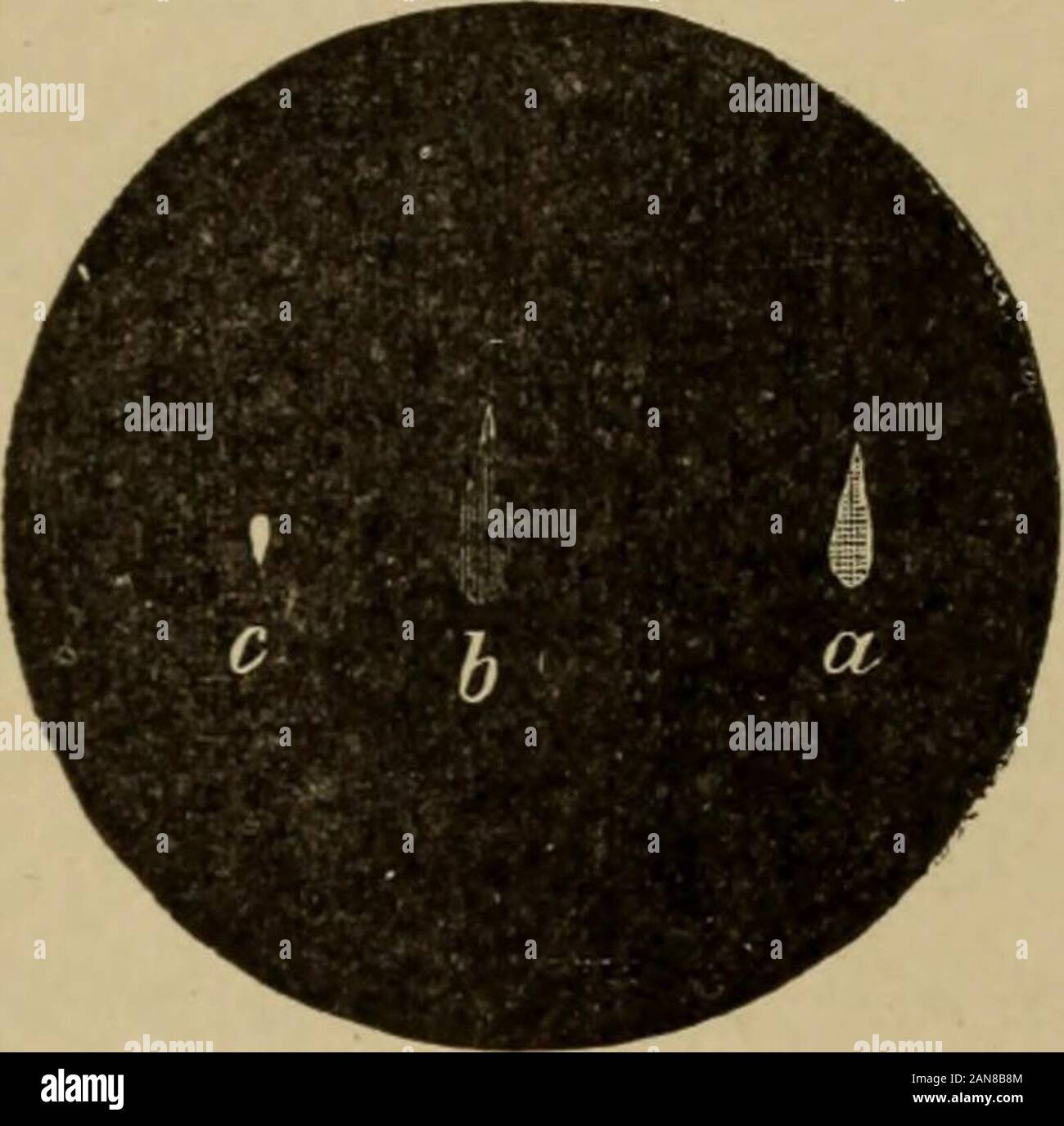 Pupil reaction to light hi-res stock photography and images - Alamy