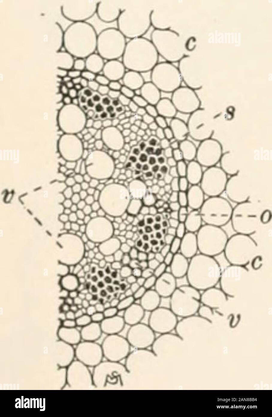 Plant Root Epidermis