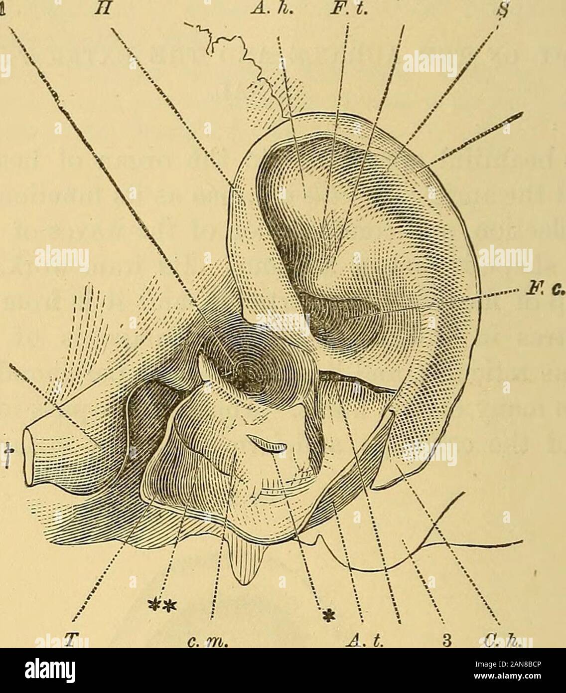 A practical treatise on the diseases of the ear including the anatomy ...