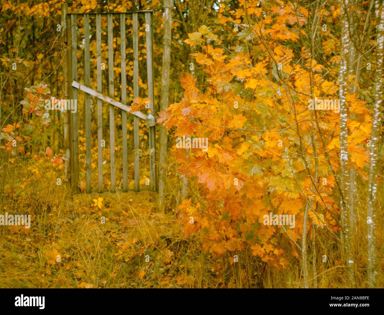 fence, wooden gate, garden entrance, Golden leaves, autumn background ...