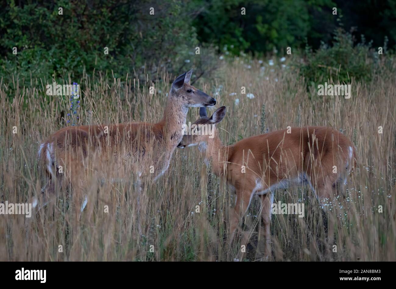 Whitetail hunting whitetail deer hunting hi-res stock photography and ...